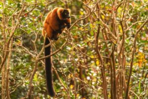 8 Red Ruffed Lemur Facts - Fact Animal