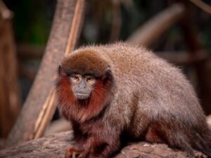 7 Terrific Titi Monkey Facts - Fact Animal