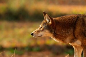 14 Red Wolf Facts - Fact Animal