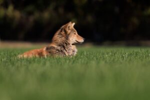 14 Red Wolf Facts - Fact Animal