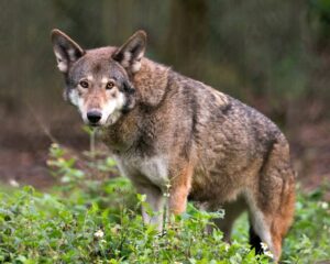 14 Red Wolf Facts - Fact Animal
