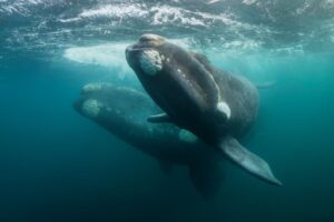 10 Riveting Right Whale Facts - Fact Animal