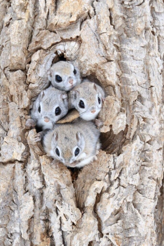 7 Cute Siberian Flying Squirrel Facts - Fact Animal