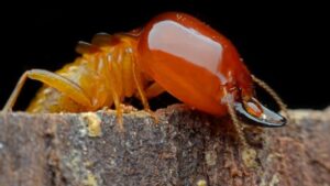 10 Incredible Termite Facts - Fact Animal