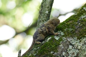 7 Terrific Titi Monkey Facts - Fact Animal
