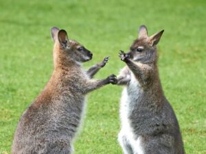 10 Astonishing Wallaby Facts - Fact Animal