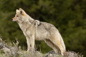 10 Cool Coywolf Facts - Fact Animal