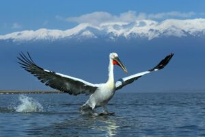 12 Dalmatian Pelican Facts - Fact Animal