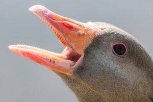 Do Geese Have Teeth? - Fact Animal