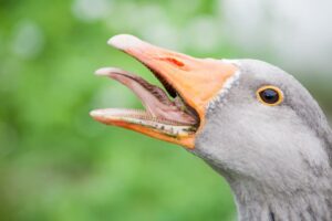 Do Geese Have Teeth? - Fact Animal