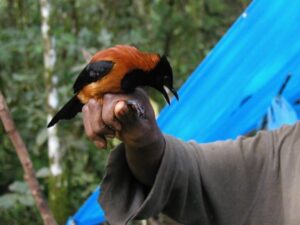 8 Hooded Pitohui Facts - Fact Animal