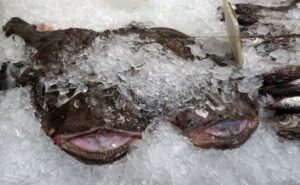 The 10 Ugliest Fish In The World - Fact Animal