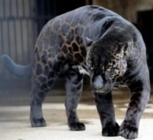 12 Hybrid Animals That Really Exist - Fact Animal