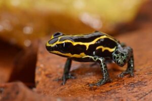 The Most Poisonous Frogs in the World - Fact Animal