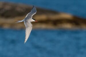 9 Amazing Arctic Tern Facts - Fact Animal