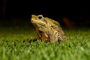 12 Crazy Cane Toad Facts - Fact Animal