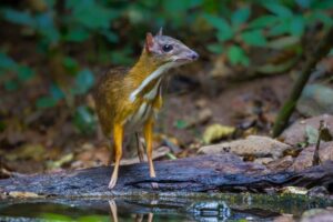 9 Incredible Chevrotain (Mouse-Deer) Facts - Fact Animal