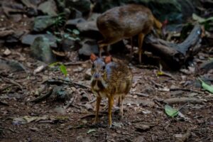 9 Incredible Chevrotain (Mouse-Deer) Facts - Fact Animal