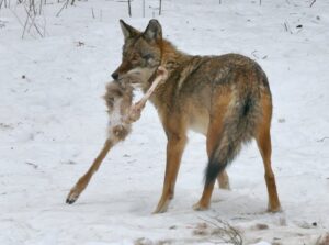 10 Cool Coywolf Facts - Fact Animal