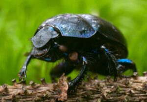 10 Fascinating Dung Beetle Facts - Fact Animal