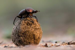 10 Fascinating Dung Beetle Facts - Fact Animal