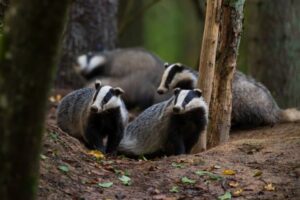 10 European Badger Facts - Fact Animal