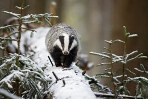 10 European Badger Facts - Fact Animal