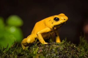 10 Crazy Golden Poison Frog Facts - Fact Animal