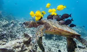 11 Fascinating Green Sea Turtle Facts - Fact Animal
