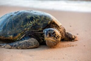 11 Fascinating Green Sea Turtle Facts - Fact Animal