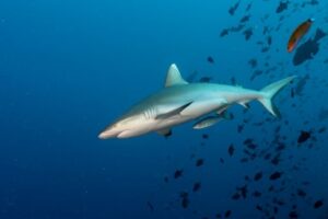 10 Grey Reef Shark Facts - Fact Animal