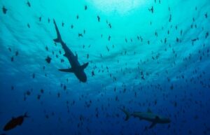 10 Grey Reef Shark Facts - Fact Animal