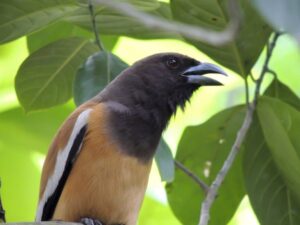 8 Hooded Pitohui Facts - Fact Animal