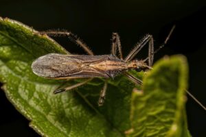 7 Killer Kissing Bug Facts - Fact Animal