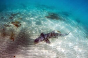 9 Fascinating Leopard Shark Facts - Fact Animal