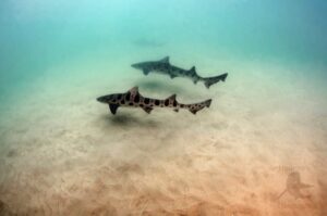 9 Fascinating Leopard Shark Facts - Fact Animal