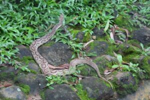 10 Russell’s Viper Facts - Fact Animal