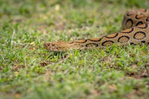 10 Russell’s Viper Facts - Fact Animal