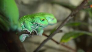 7 Fun Waxy Monkey Tree Frog Facts - Fact Animal