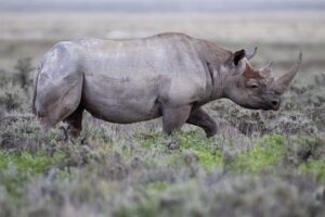 7 West African Black Rhino Facts - Fact Animal