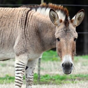 8 Zany Zonkey Facts - Fact Animal