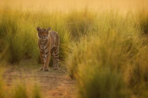11 Fascinating Bengal Tiger Facts - Fact Animal
