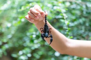 8 Extraordinary Emperor Scorpion Facts - Fact Animal