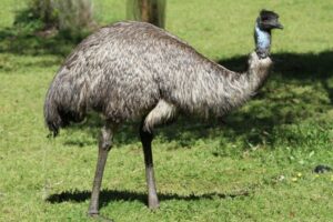 12 Extraordinary Emu Facts - Fact Animal