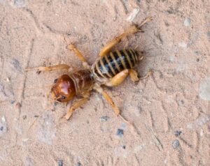 10 Surprising Jerusalem Cricket Facts - Fact Animal