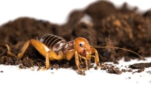 10 Surprising Jerusalem Cricket Facts - Fact Animal