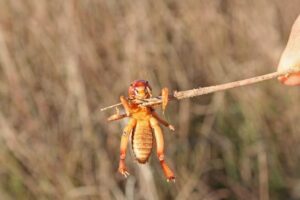 10 Surprising Jerusalem Cricket Facts - Fact Animal