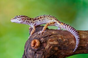 12 Fascinating Leopard Gecko Facts - Fact Animal