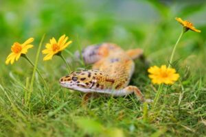 12 Fascinating Leopard Gecko Facts - Fact Animal