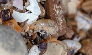 7 Fascinating Sand Flea Facts - Fact Animal